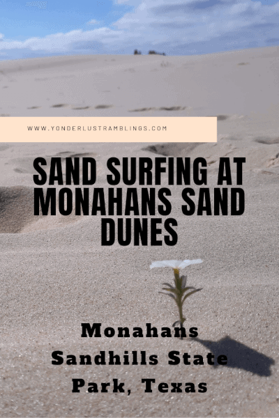 Sand Surfing at Monahans Sand Dunes: Monahans Sandhills State Park
