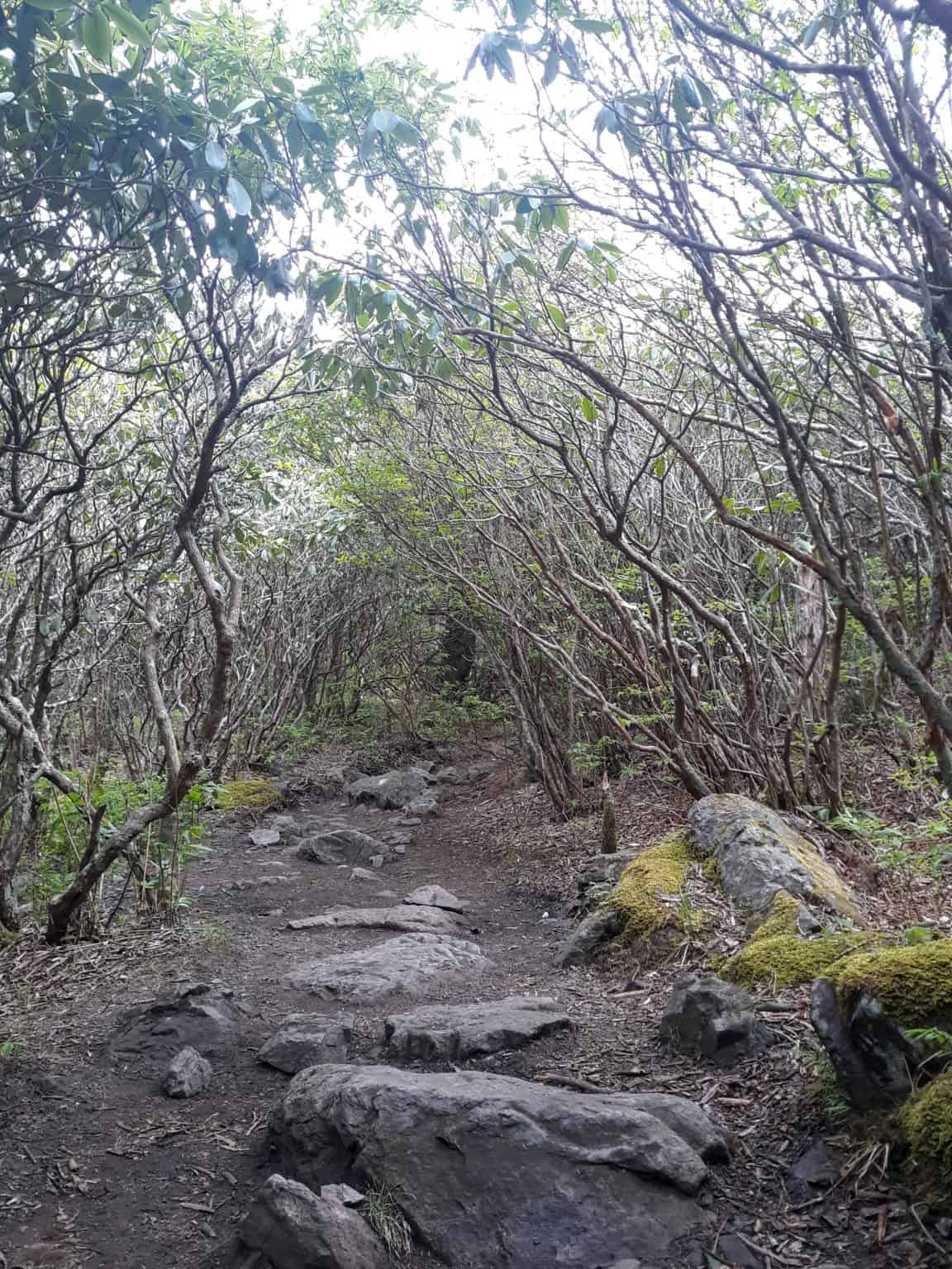 Hiking Mt Rogers Virginia: the Highest Point in Virginia