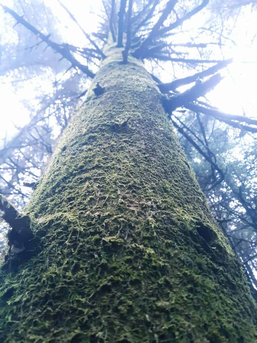 Hiking Mt. Rogers Virginia: the Highest Point in Virginia