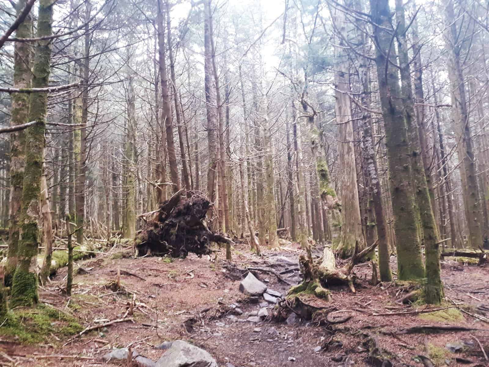 Hiking Mt. Rogers Virginia: the Highest Point in Virginia