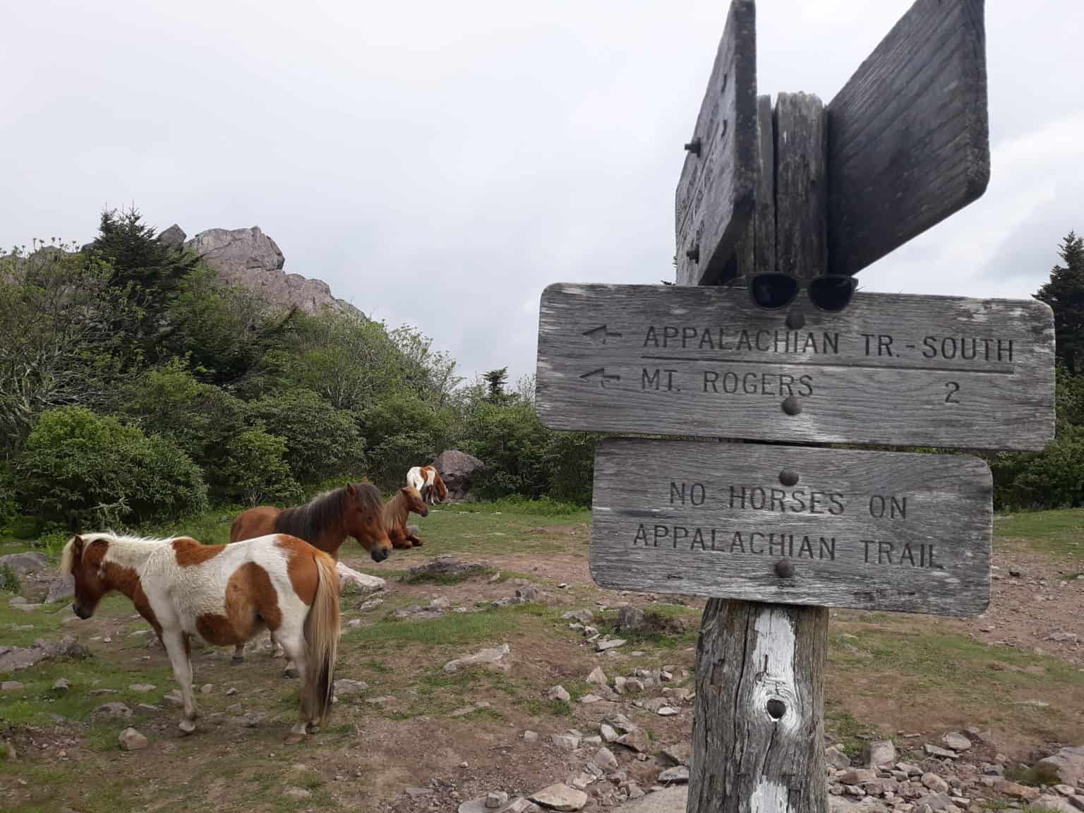 Hiking Mt Rogers Virginia: the Highest Point in Virginia