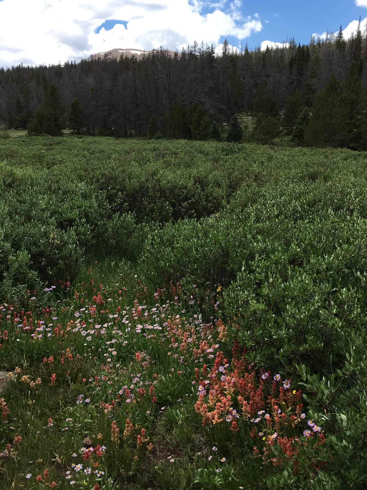 4 Day Itinerary for the Kings Peak Hike: Highest Point in Utah