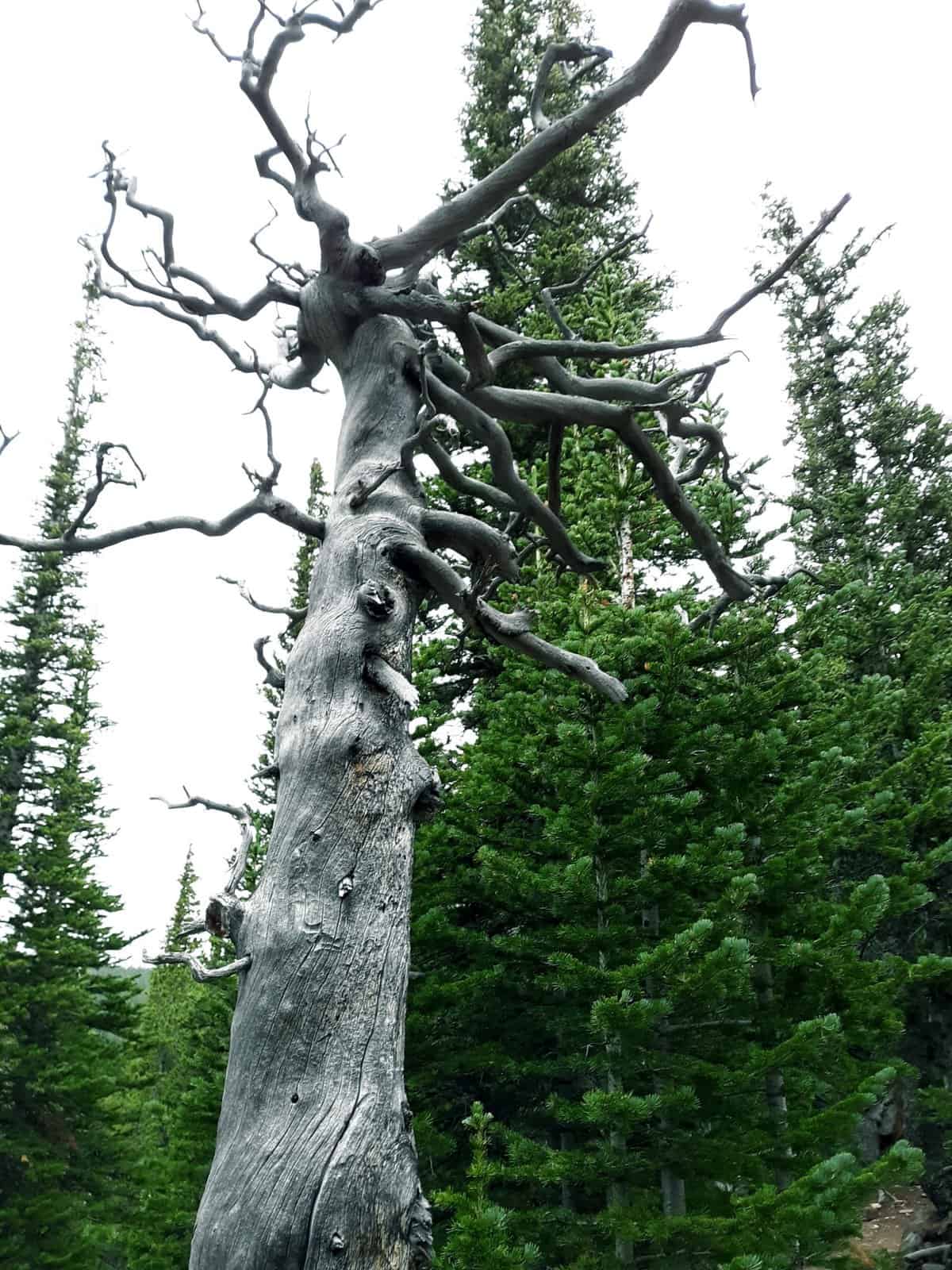 The 15 Best Hikes Near Fairplay Colorado