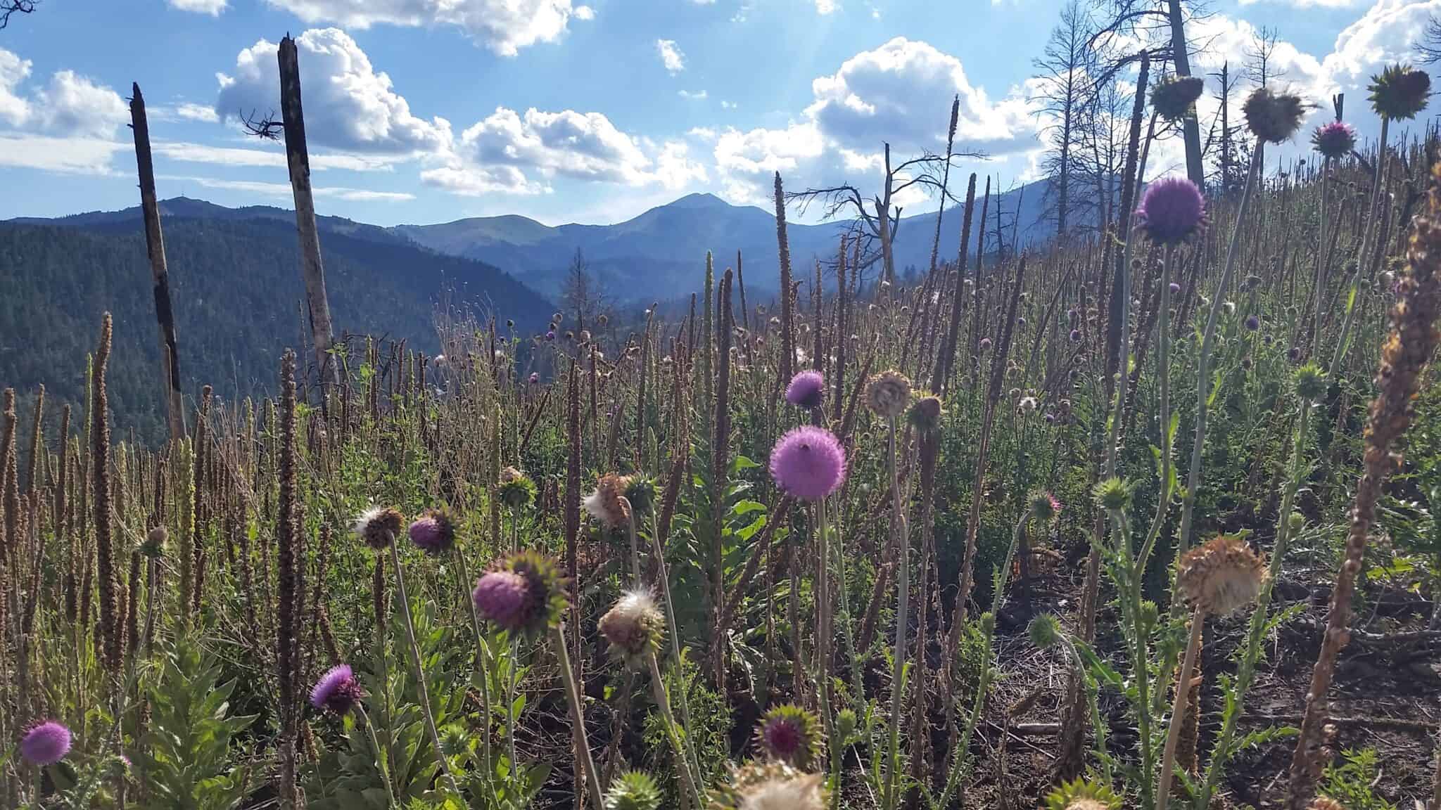Top 3 Hiking Trails in Ruidoso NM